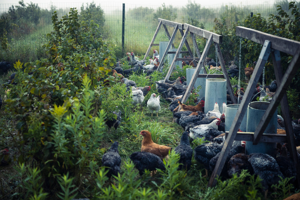 TREE-RANGE® CHICKEN